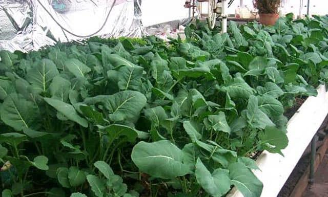 9 Must-Read Case Studies of Greenhouses in Minnesota