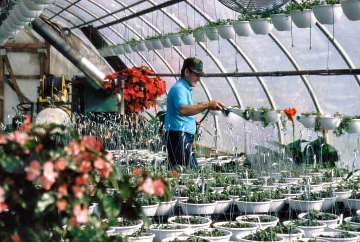 Learn All About Lean-to Greenhouses - Green Home Gnome