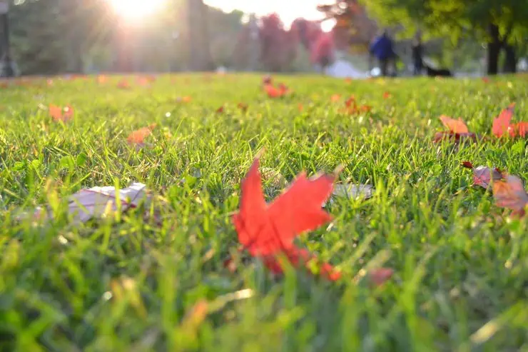 Green Landscaping and Lawn Maintenance - Green Home Gnome