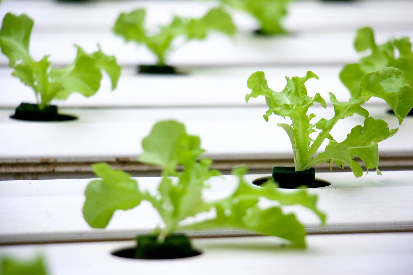 Nutrient Film Technique Hydroponics 101 - Green Home Gnome