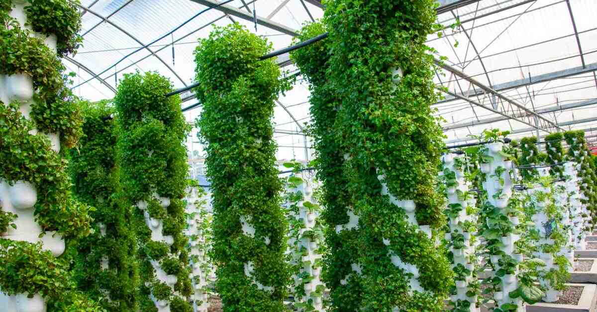 How to Grow Hydroponic Blueberries: The Ultimate Guide
