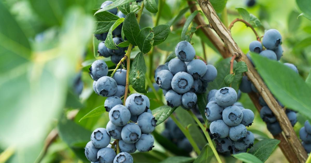 How to Grow Hydroponic Blueberries: The Ultimate Guide