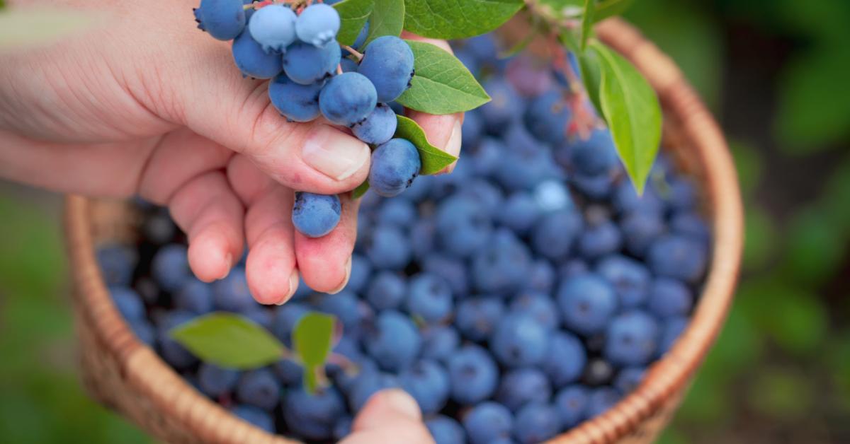 How to Grow Hydroponic Blueberries: The Ultimate Guide